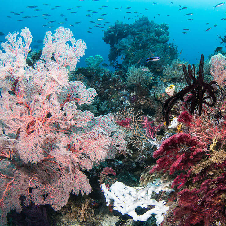 Misool - Amira Indonesia (EN)