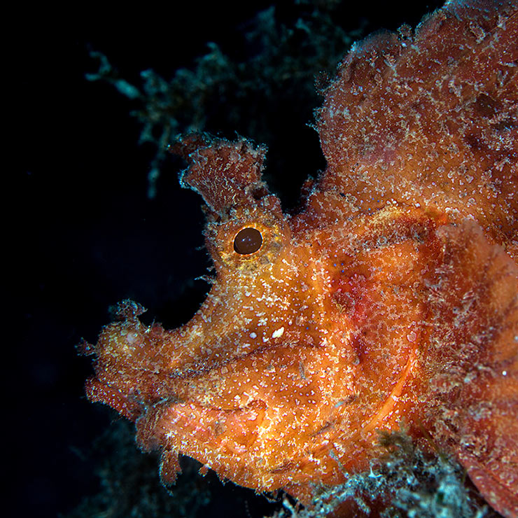 Alor - Amira Indonesia (EN)